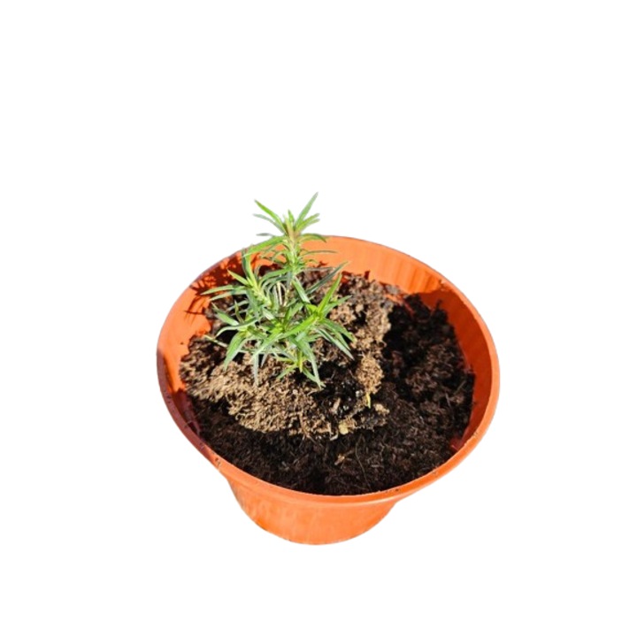 Brumarele - Phlox Subulata Candy Stripes - planta perena vesnic verde ...