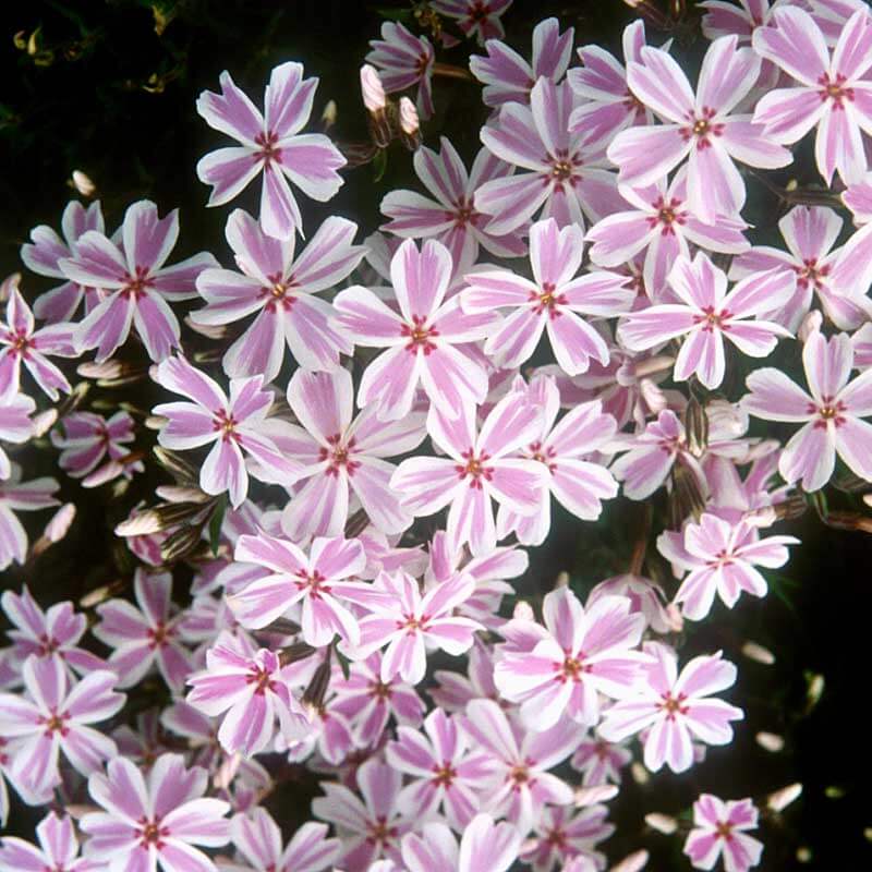 Brumarele - Phlox Subulata Candy Stripes - planta perena vesnic verde ...