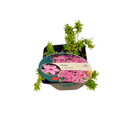 Brumarele - Phlox Subulata Moerheimii - planta perena vesnic verde cu ...