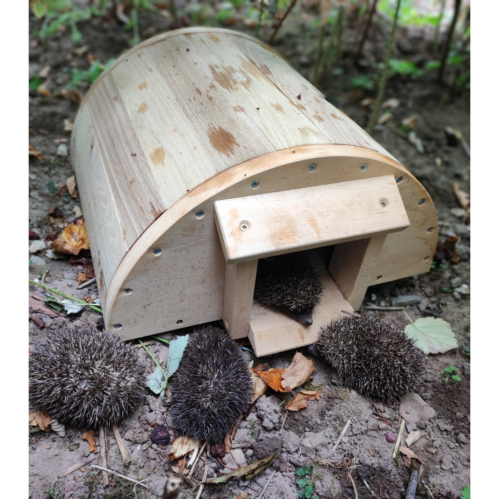 Adapost Arici cu terasa, lemn natural100%, 400 x 380 x 195mm, Natural ...