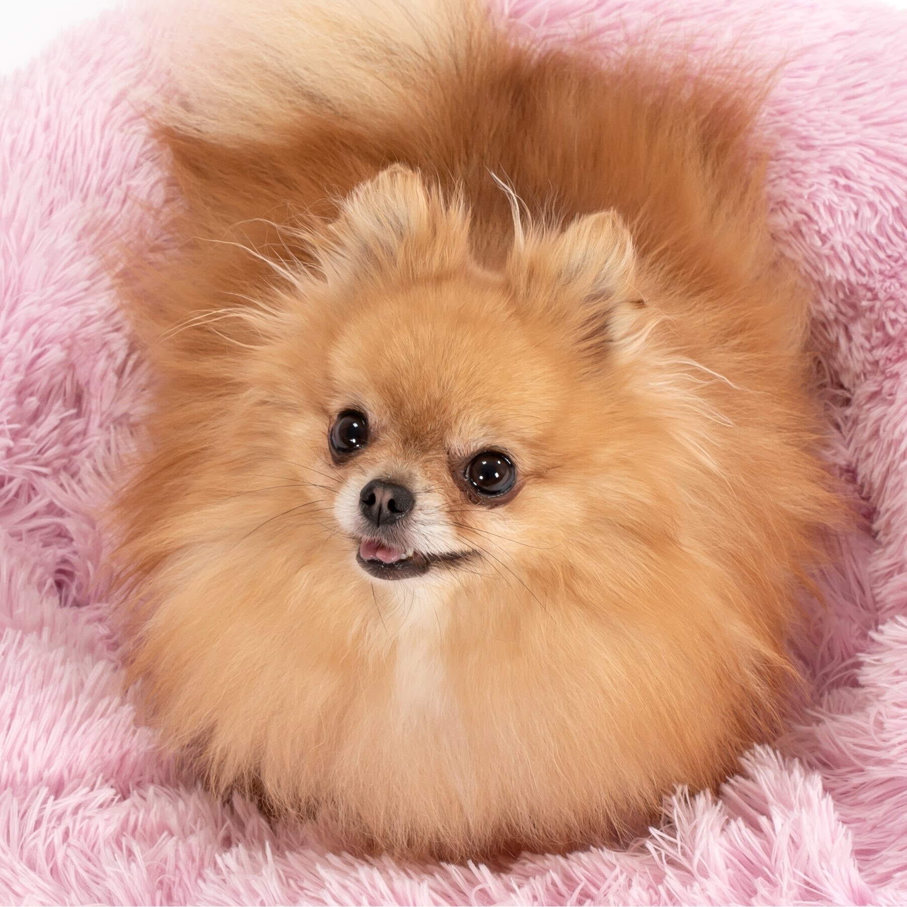 Pat rotund pentru caini si pisici, PuppyJoy, 70 CM, Roz - eMAG.ro