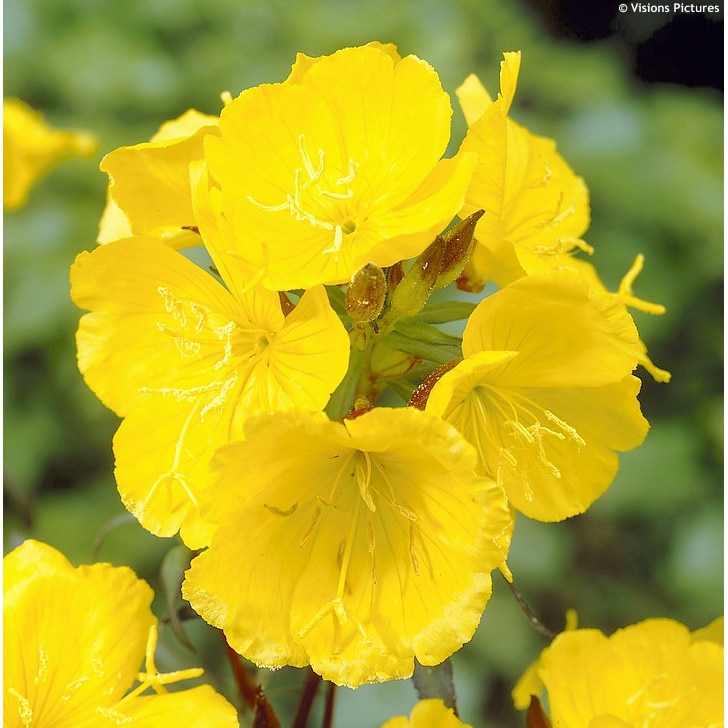 Luminita de Seara - Oenothera fruticosa 'Fyrverkeri' planta perena la ...