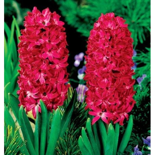 Zambila parfumata Rosie - eMAG.ro