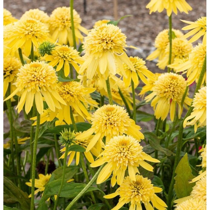 Planta decorativa Echinacea Lemon Drop la ghiveci P9 - H 5-10 cm - eMAG.ro