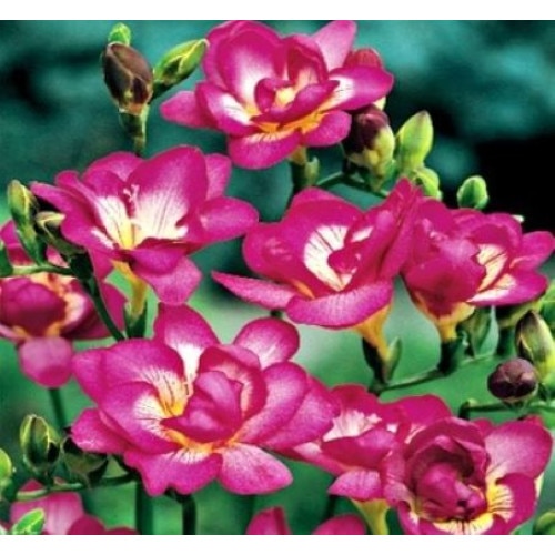 Bulbi Frezii duble roz parfumate - pachet 5 bucati - eMAG.ro