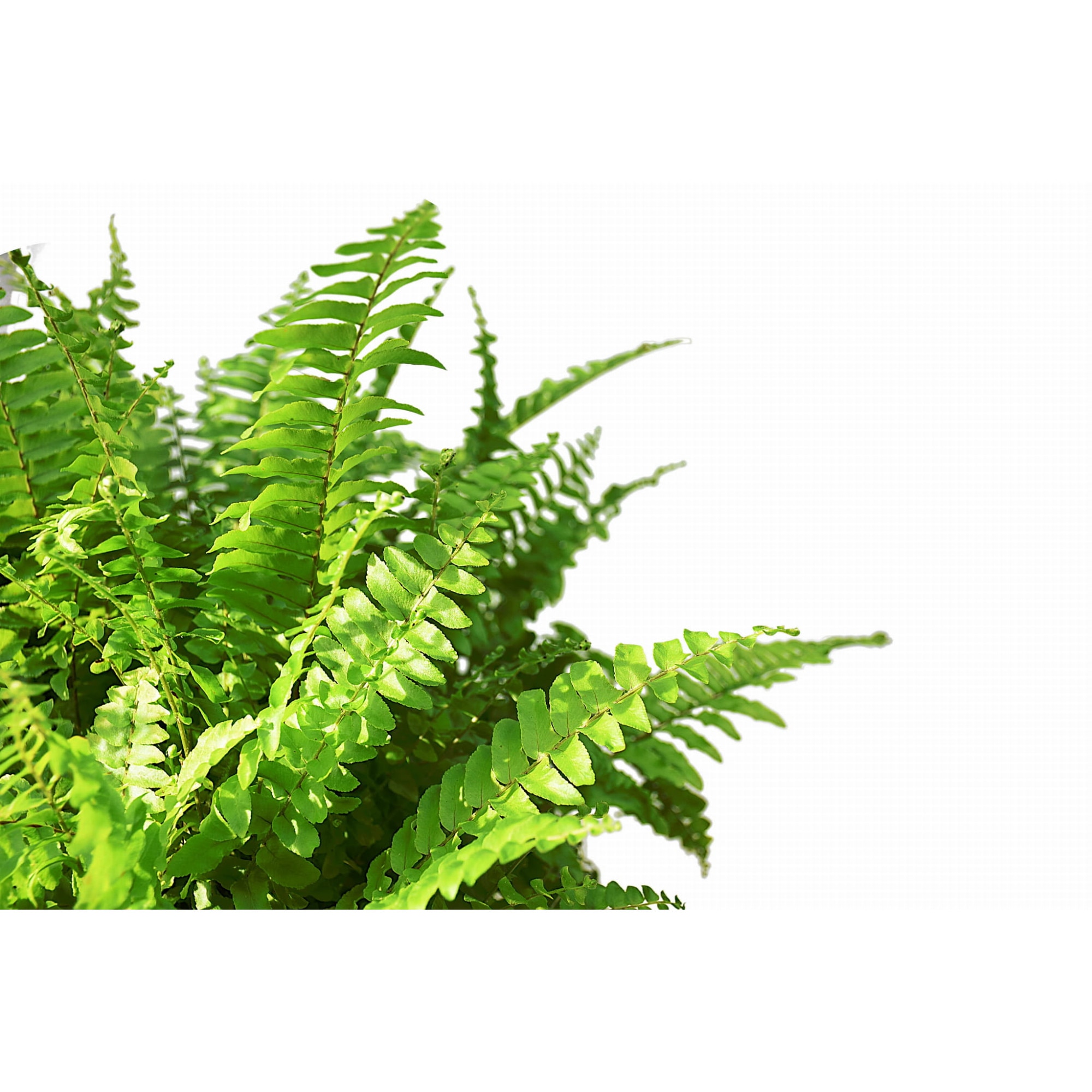 Planta, feriga nephrolepis green moment, Dixiestore, P17 - eMAG.ro
