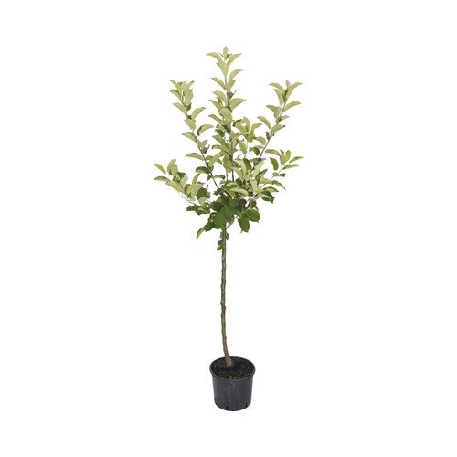 Pom Fructifer Mar Floraself Malus Domestica 'gloster' H 150-180 Cm Co 6 ...
