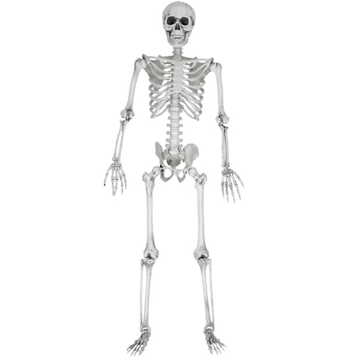 Schelet uman, 170 cm, Alb - eMAG.ro