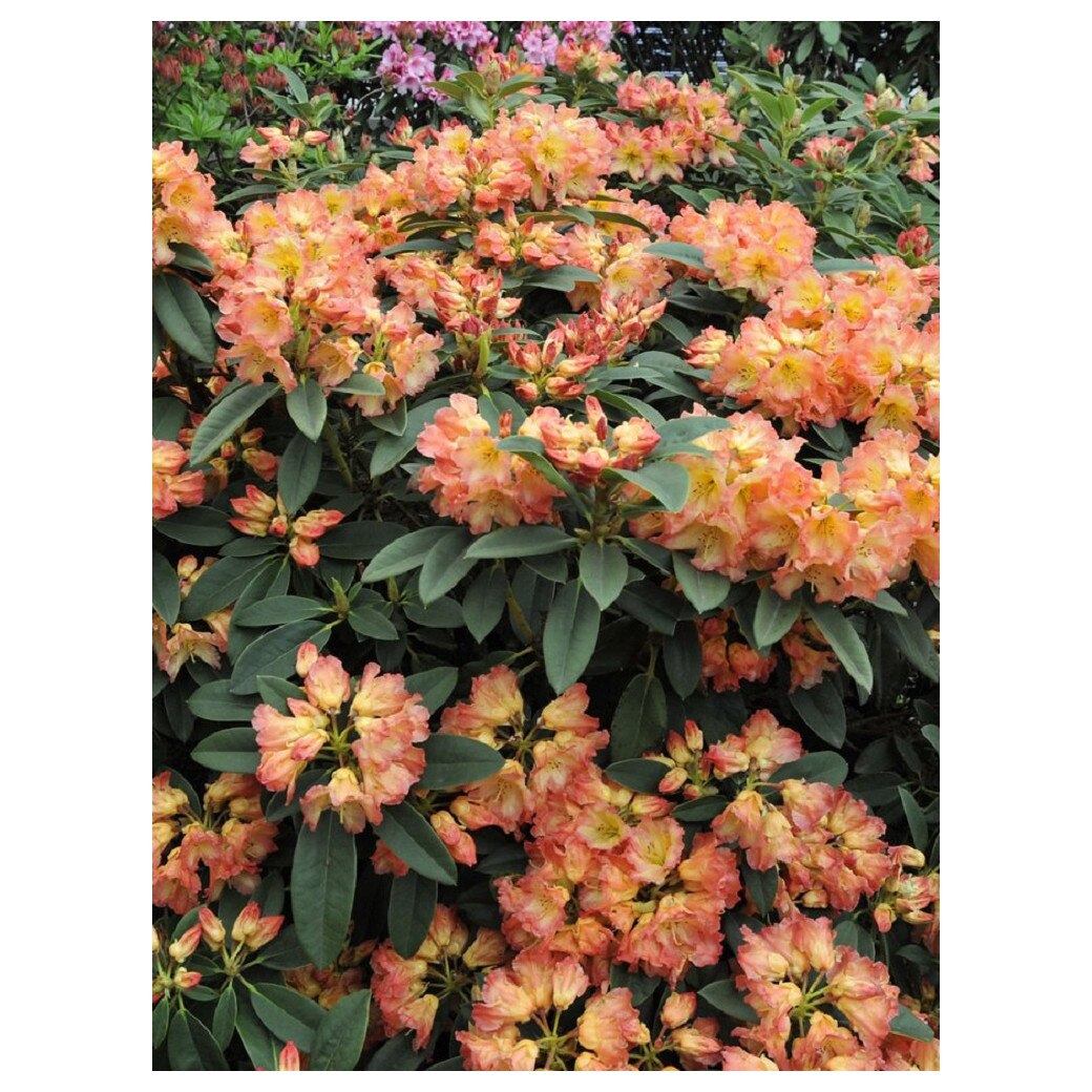 Arbust - Rhododendron sun fire 40 50 cm - eMAG.ro