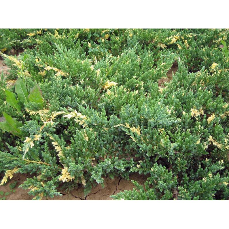 Arbust - Juniperus expansa variegata 25 35 cm - eMAG.ro