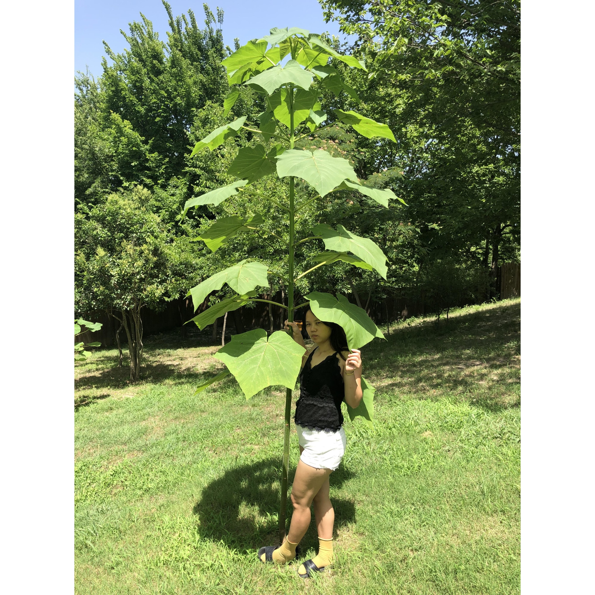 Set 5 butasi lemnificati arbore ornamental de Paulownia Pao Tong Z07 ...