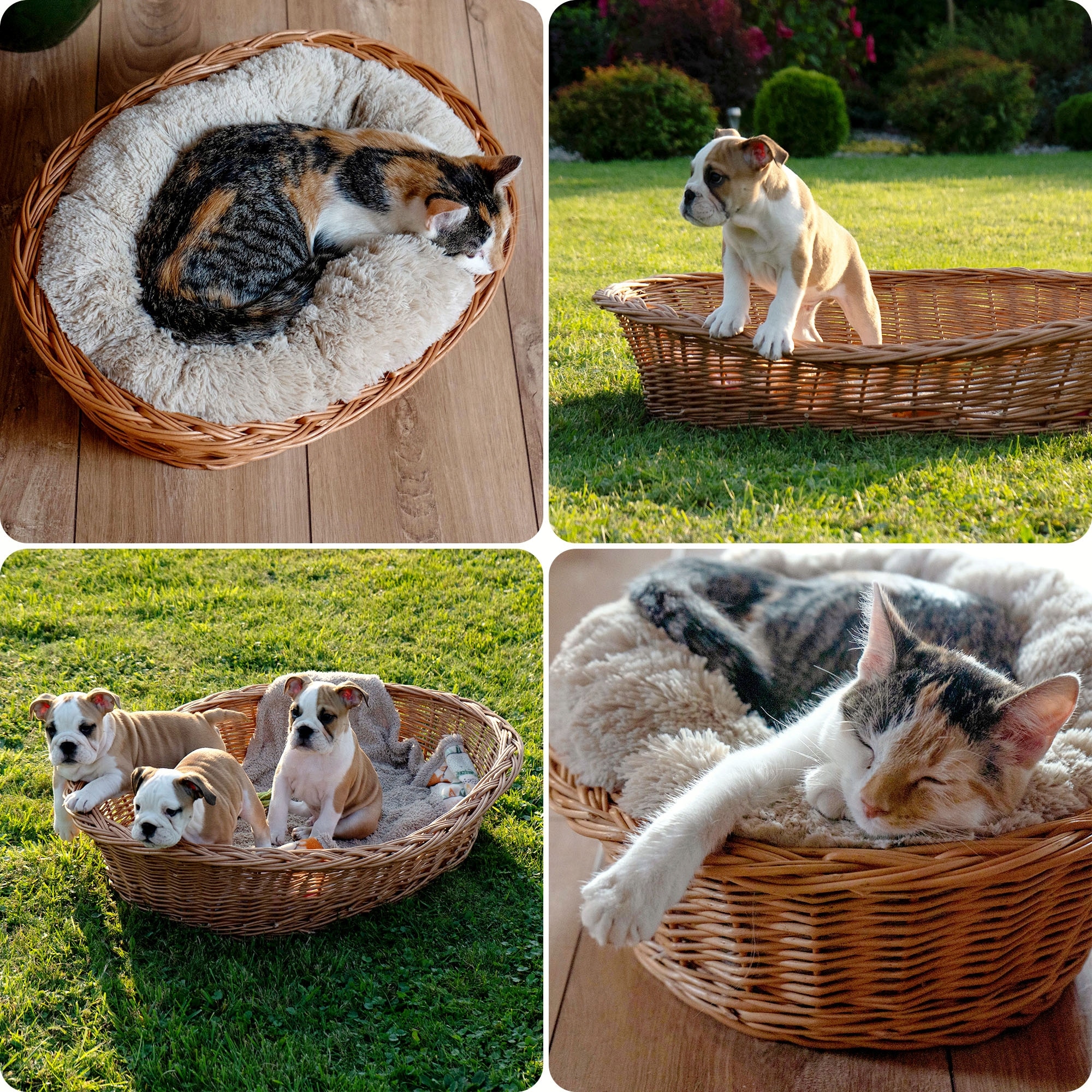 Patut pentru caini, Kadax, Rachita, 80cm, Maro, L - eMAG.ro