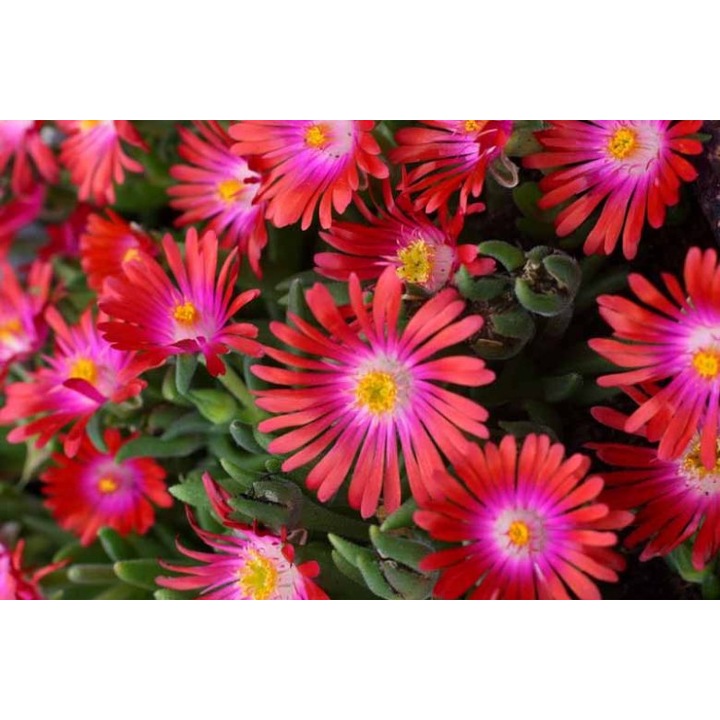Floare de cristal vesnic verde - Delosperma Jewel of Desert Garneth la ...