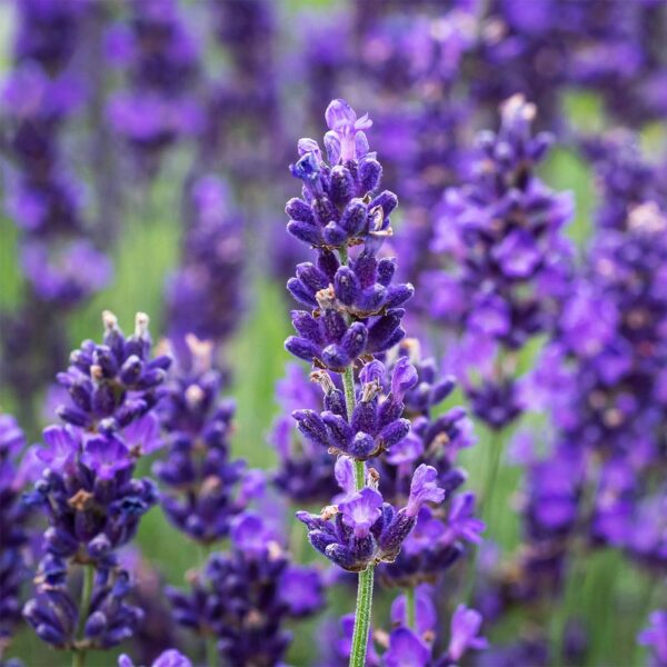 Planta perena vesnic verde Lavandula Angustifolia Hidcote la ghiveci ...