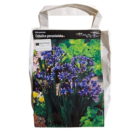 Bulb Scilla Peruviana - Viorea Peruviana marime 14/16 - eMAG.ro