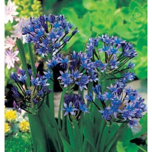 Bulb Scilla Peruviana - Viorea Peruviana marime 14/16 - eMAG.ro