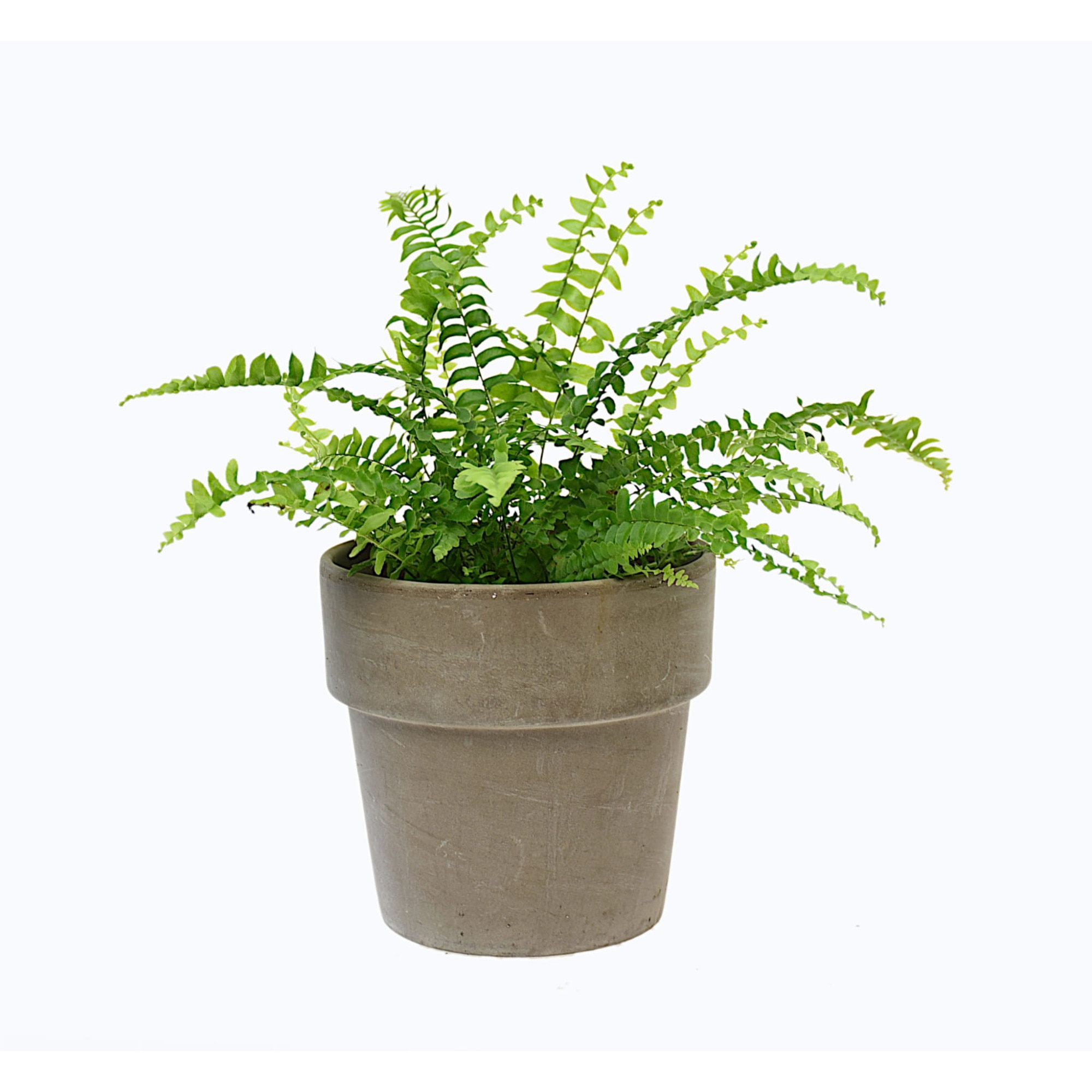 Planta Feriga Nephrolepis Bostoniensis, Dixiestore, P8 - eMAG.ro