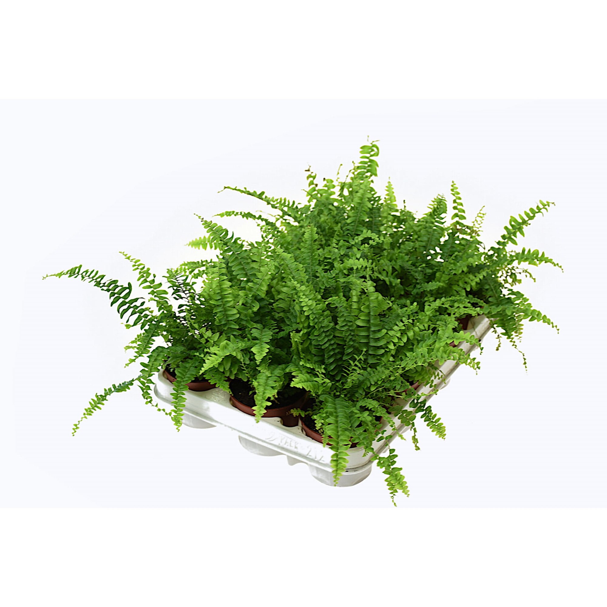 Planta Feriga Nephrolepis Bostoniensis, Dixiestore, P8 - eMAG.ro