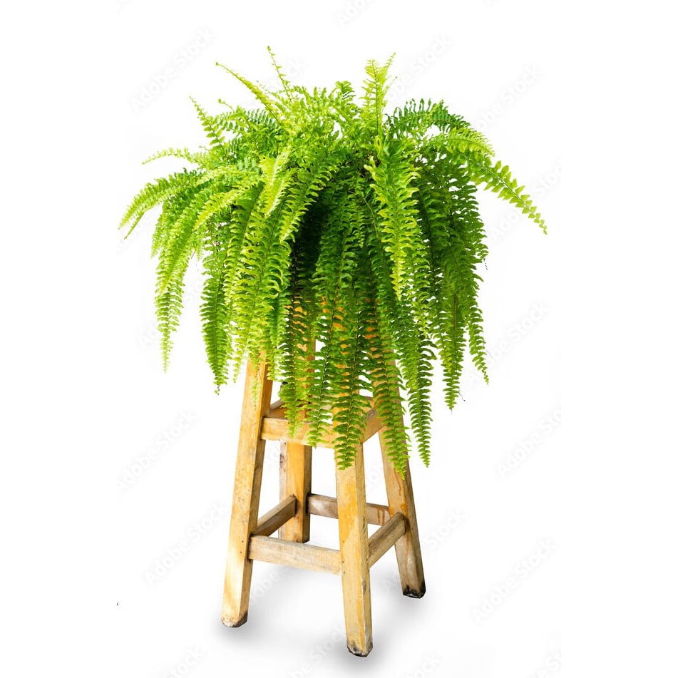 Planta Feriga Nephrolepis Bostoniensis, Dixiestore, P8 - eMAG.ro