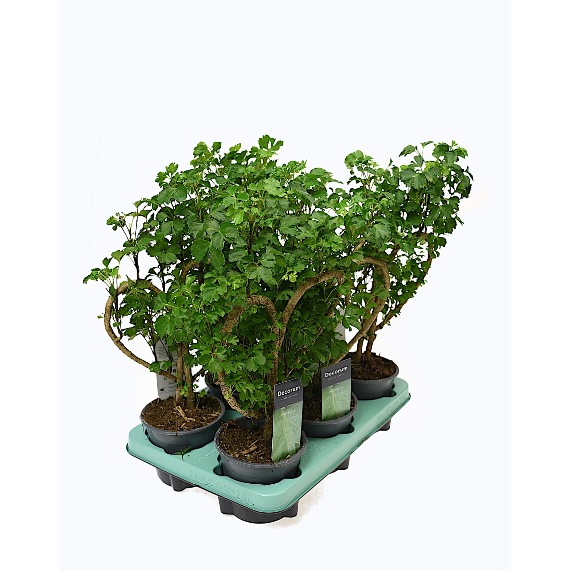 Planta, Polyscias Hart bonsai, Dixiestore, P12 - eMAG.ro