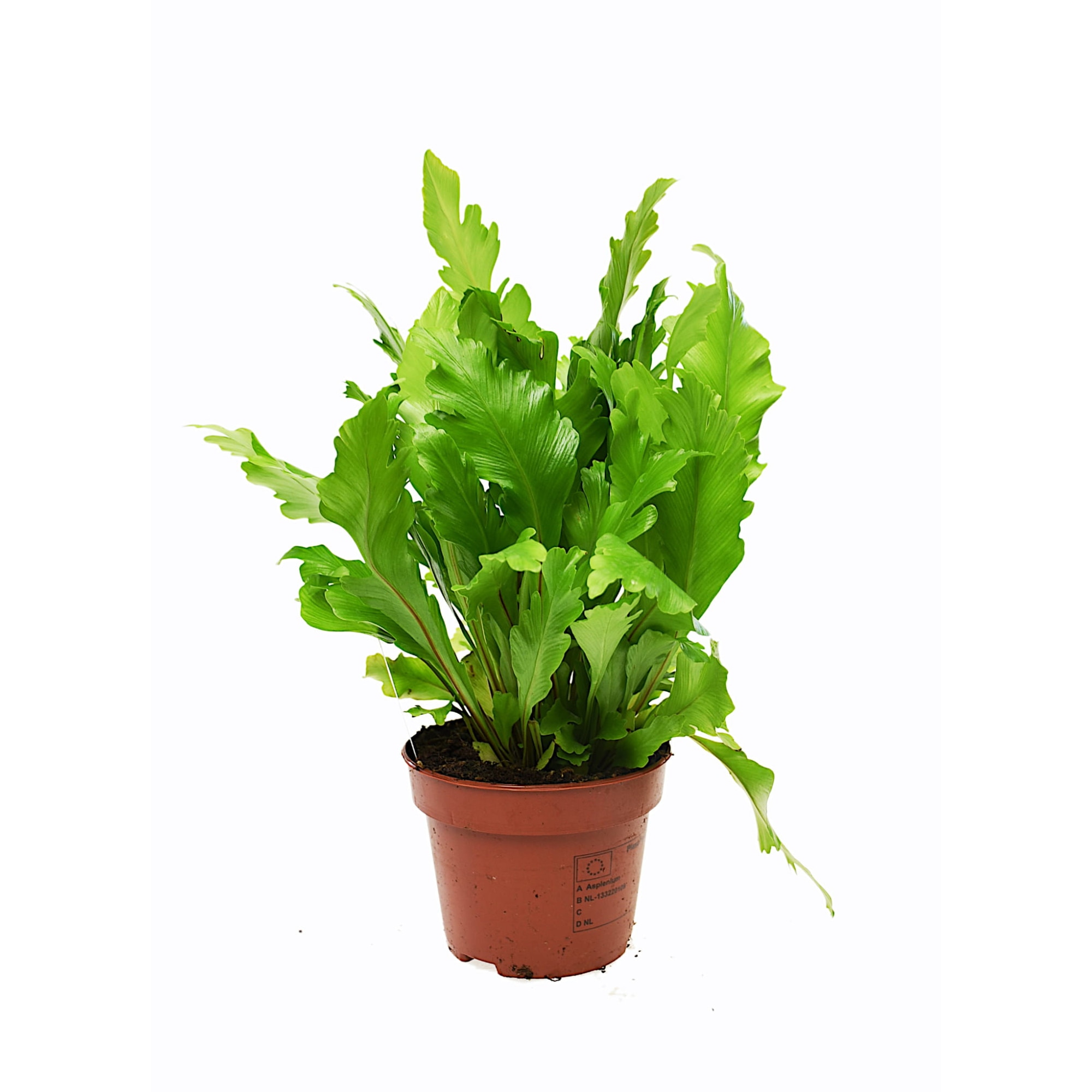 Növény Asplenium Nidus Campio papagájpáfrány, Dixiestore, P12, zöld ...