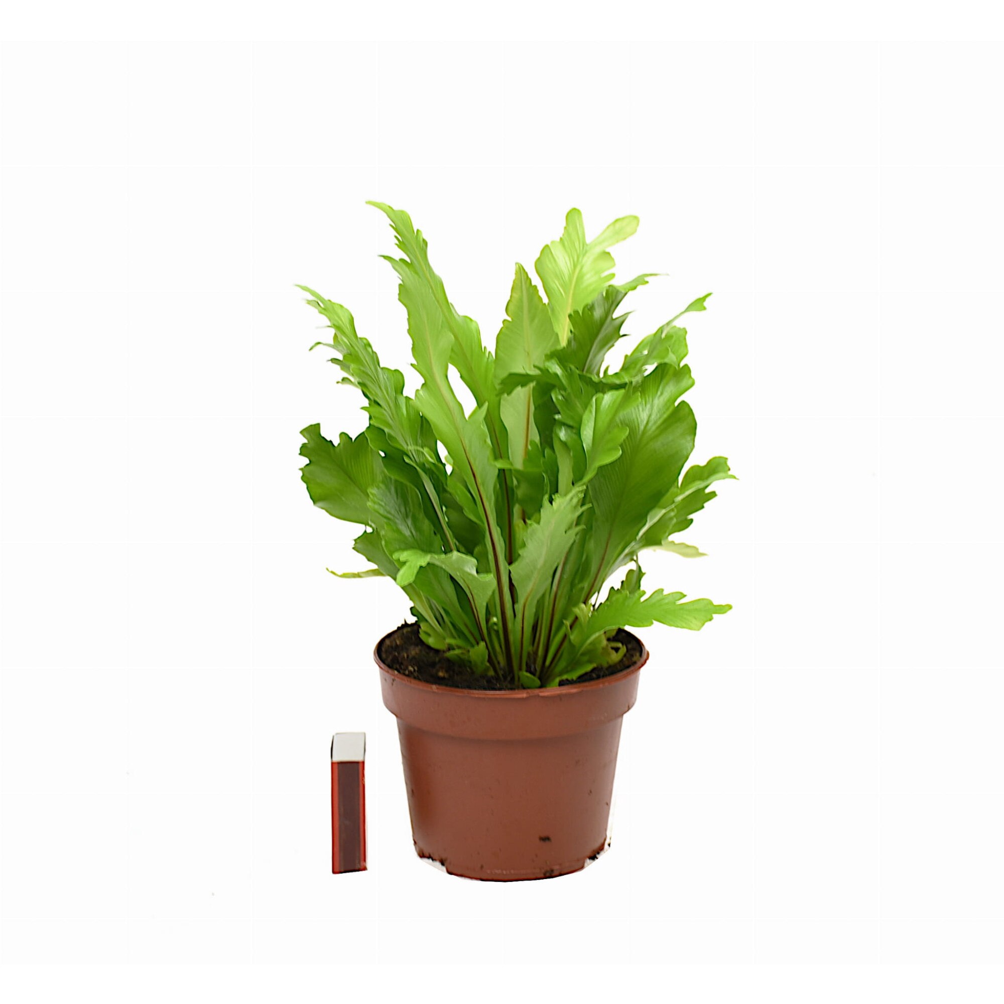 Planta Asplenium Nidus Campio Feriga Papagal, Dixiestore, P12 - eMAG.ro