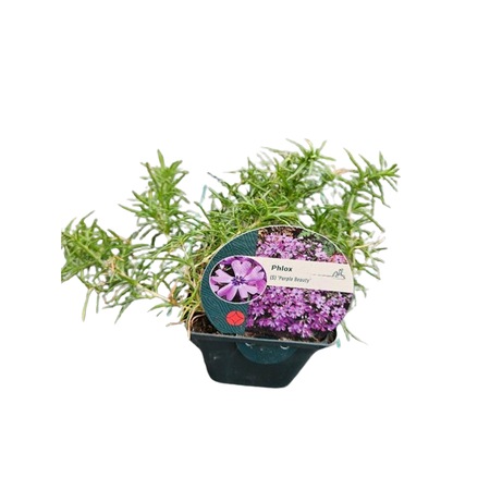 Brumarele - Phlox Subulata Purple Beauty - planta perena vesnic verde ...