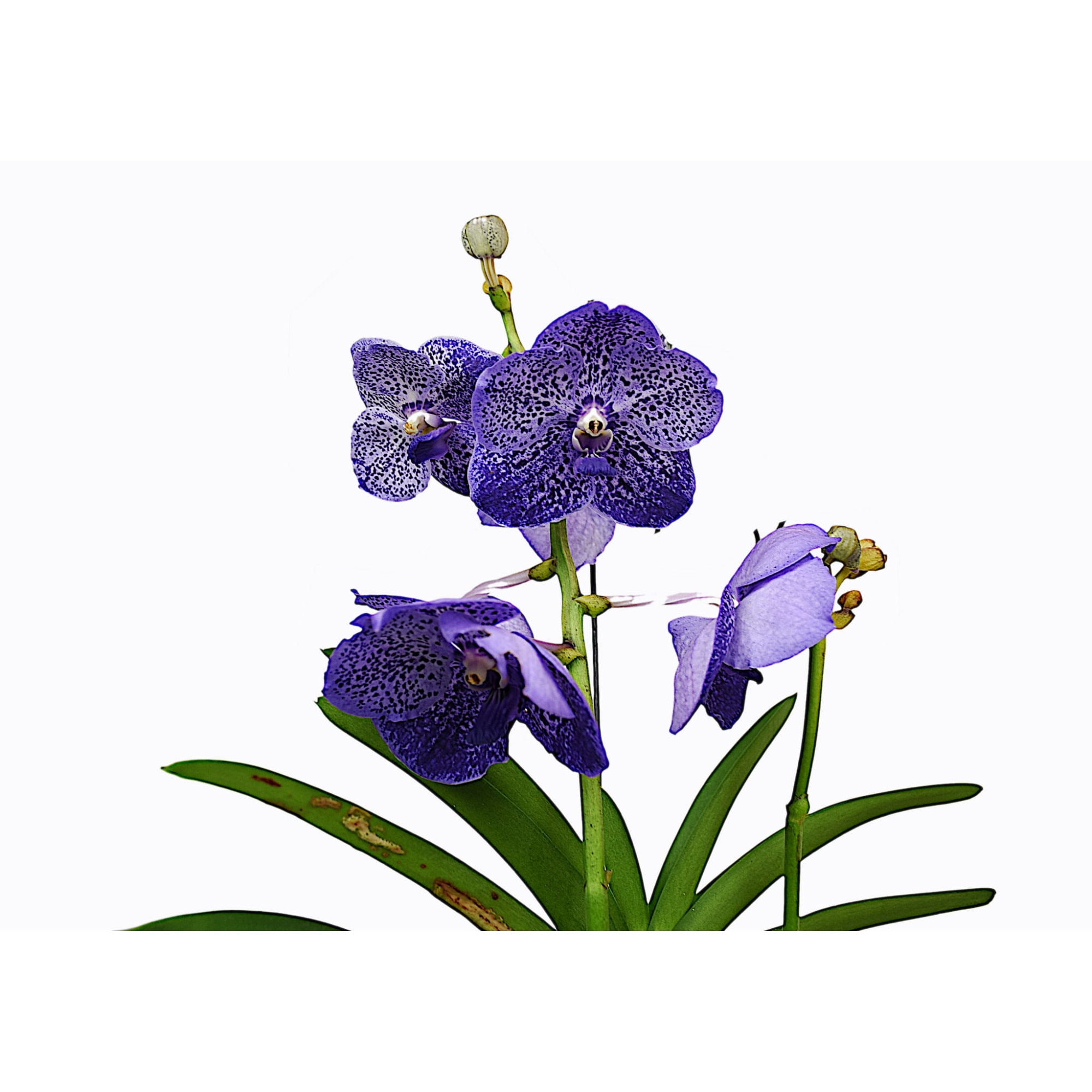 Planta Orhidee orhidee Vanda coerulea, Dixiestore, violet - eMAG.ro
