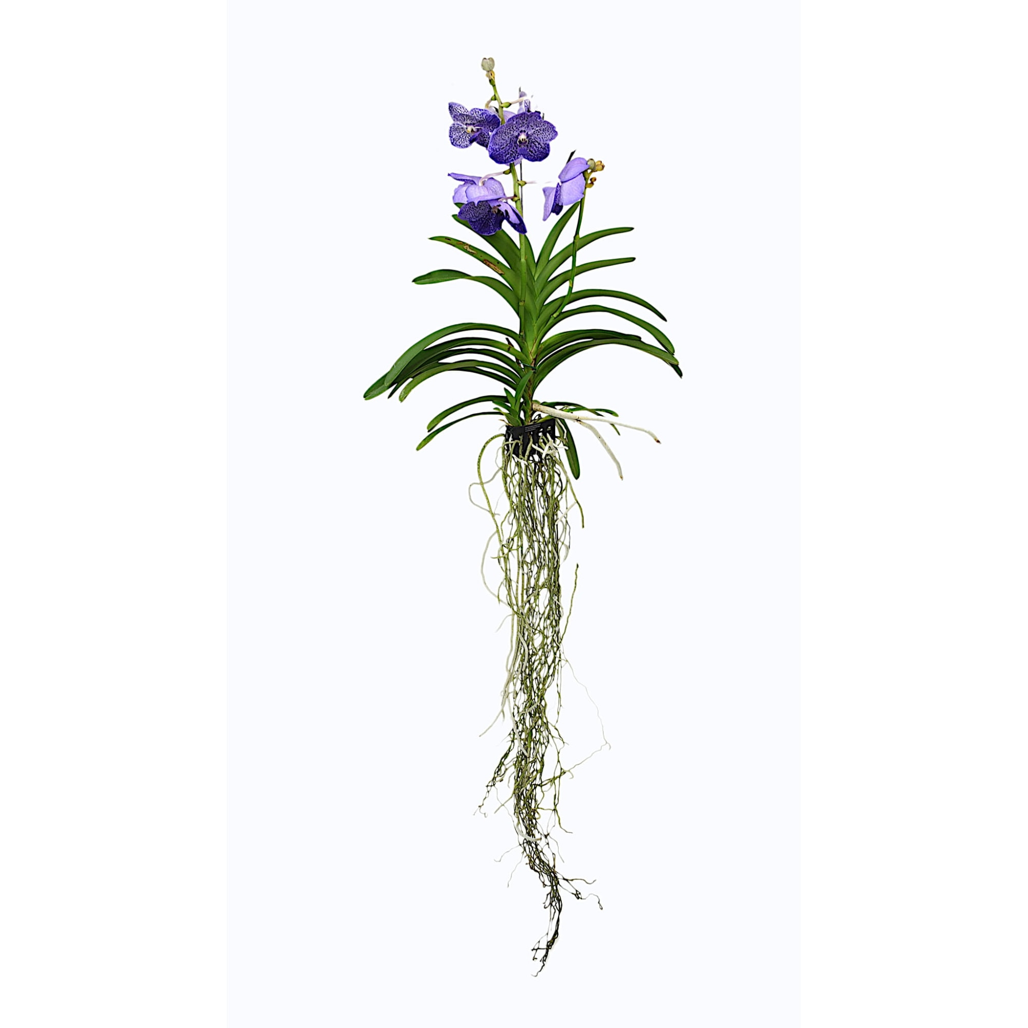 Planta Orhidee orhidee Vanda coerulea, Dixiestore, violet - eMAG.ro