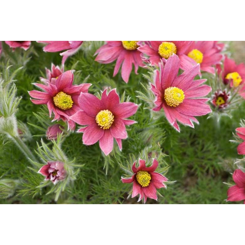 Deditel (Floarea Pastelui ) - Pulsatila Vulgaris Rubra - la ghiveci P10 ...