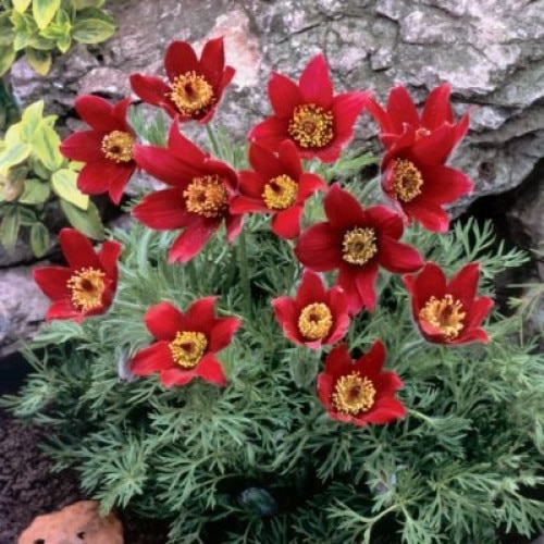 Deditel (Floarea Pastelui ) - Pulsatila Vulgaris Rubra - la ghiveci P10 ...