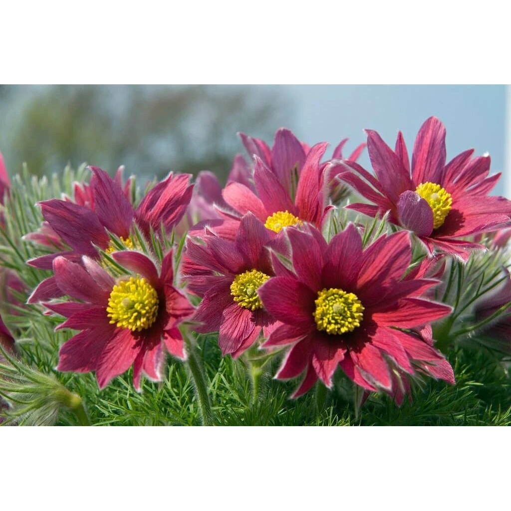 Deditel (Floarea Pastelui ) - Pulsatila Vulgaris Rubra - la ghiveci P10 ...