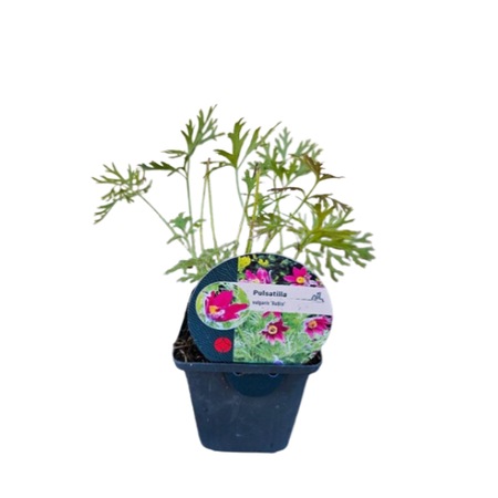 Deditel (Floarea Pastelui ) - Pulsatila Vulgaris Rubra - la ghiveci P10 ...