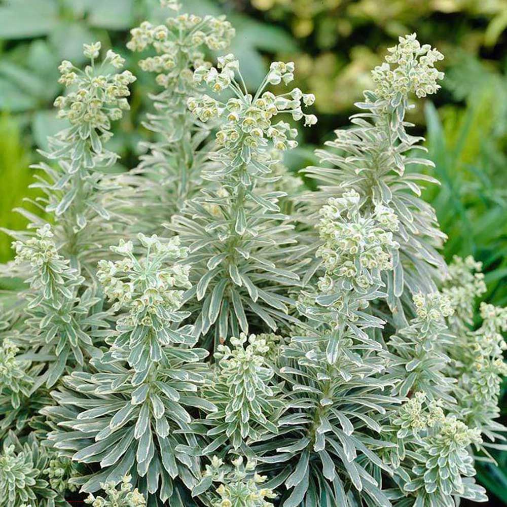 Planta perena vesnic verde Euphorbia Silver Edge la ghiveci P15 - H 15 ...