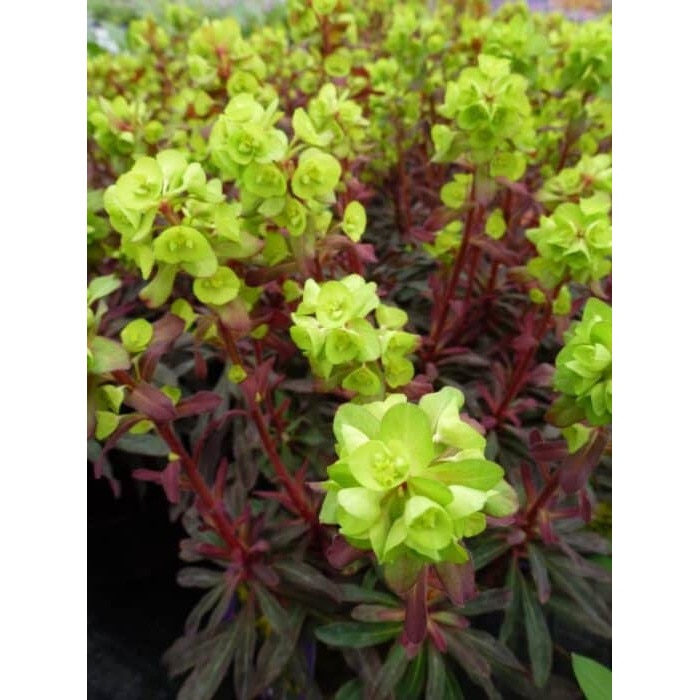 Planta perena vesnic verde Euphorbia amygdaloides 'Purpurea- la ghiveci ...