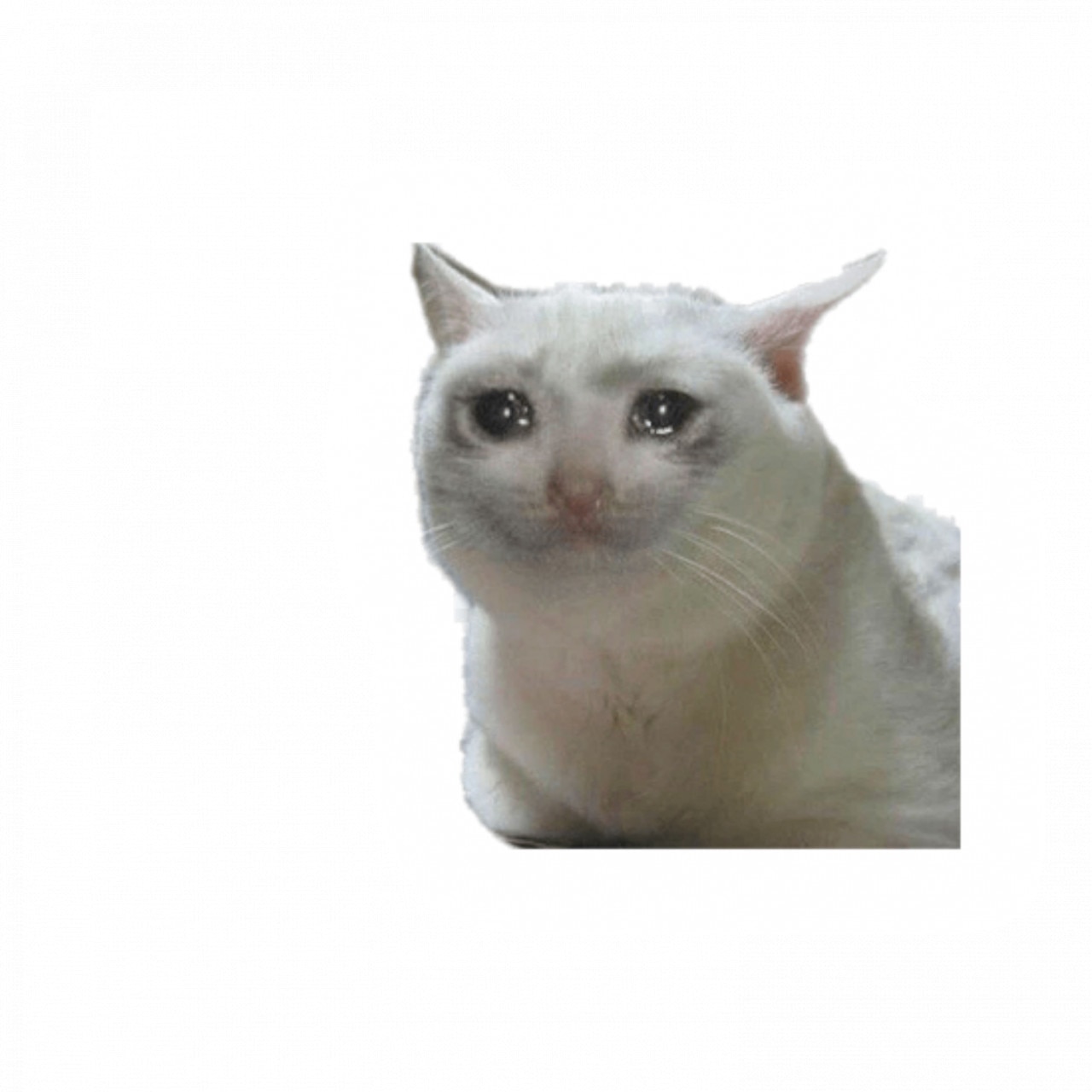 Set 5 bucati, Sticker decorativ, Meme Pisica plangacioasa, Rezistent la ...