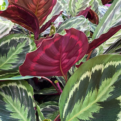 Calathea Medallion - Planta Paun de interior la ghiveci P 14 - H 35-40 ...
