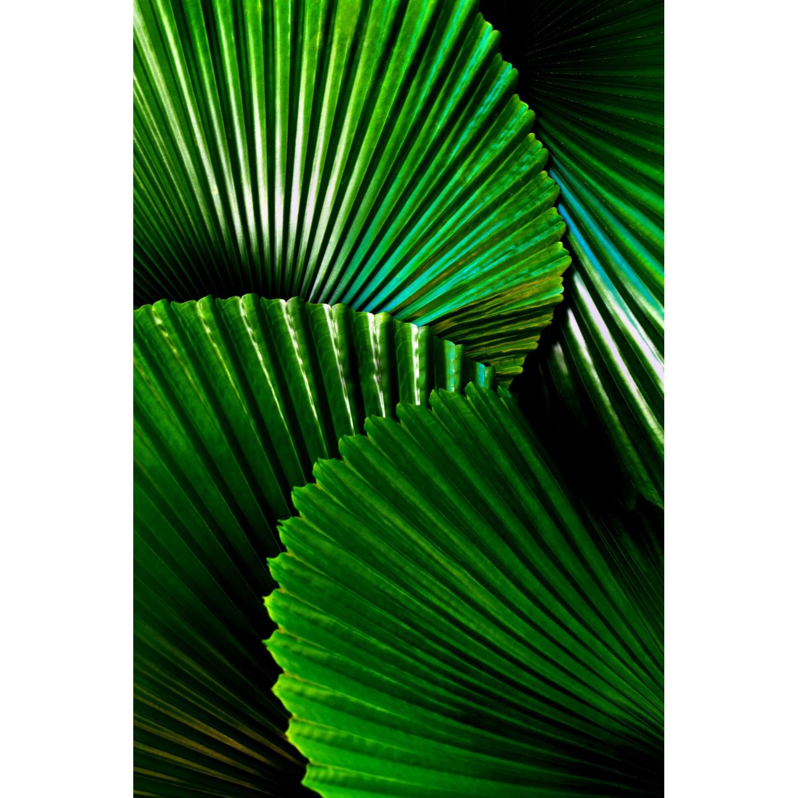 Tapet Autoadeziv PVC, Autocolant, Palmier Licuala Cordata, 120 x 200 cm ...