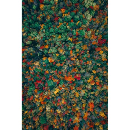 Tapet hartie Whiteback, Peisaj copaci colorati toamna, 200 x 300 cm ...