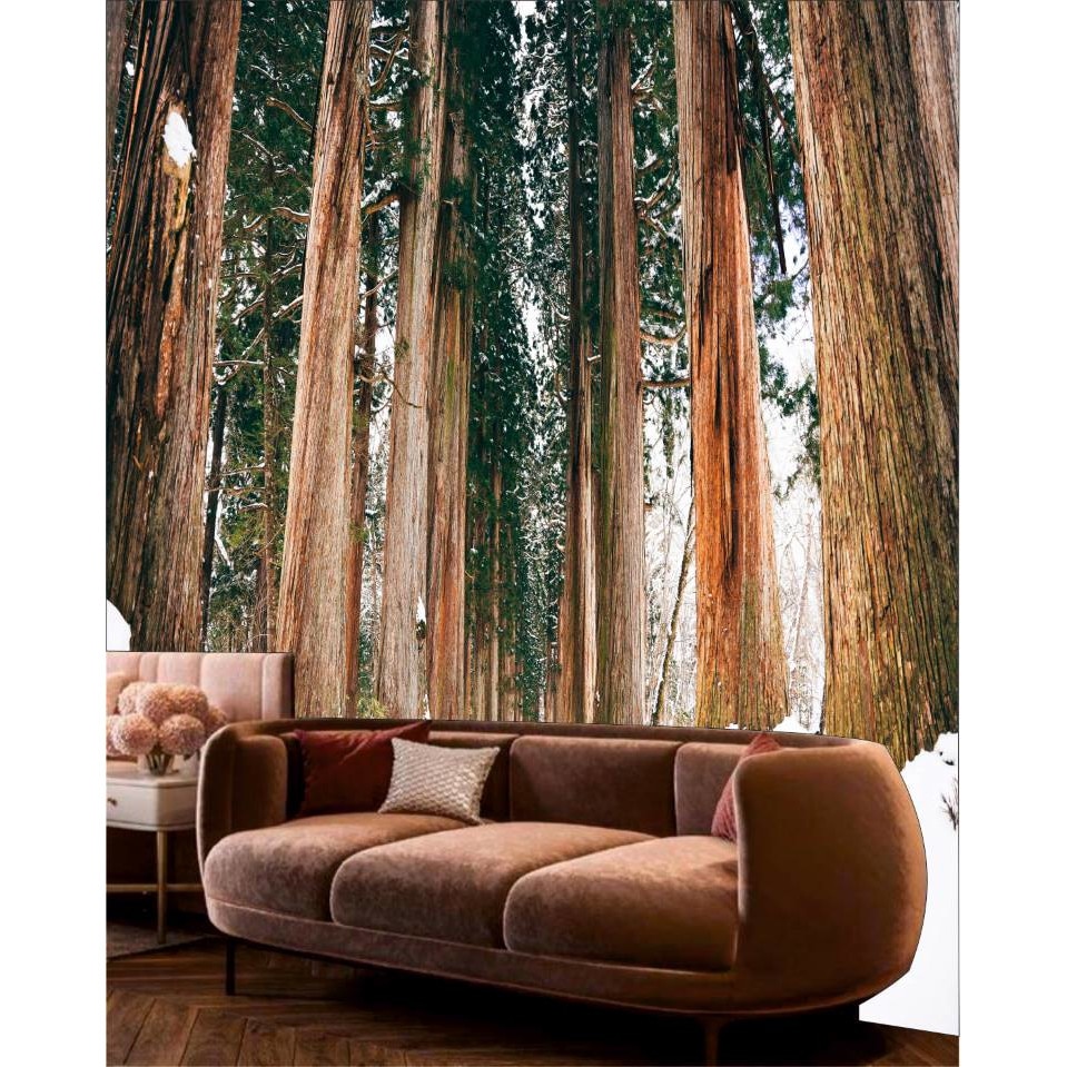 Tapet hartie Whiteback, Peisaj cu padure arbori Sequoia gigant, 180 x ...