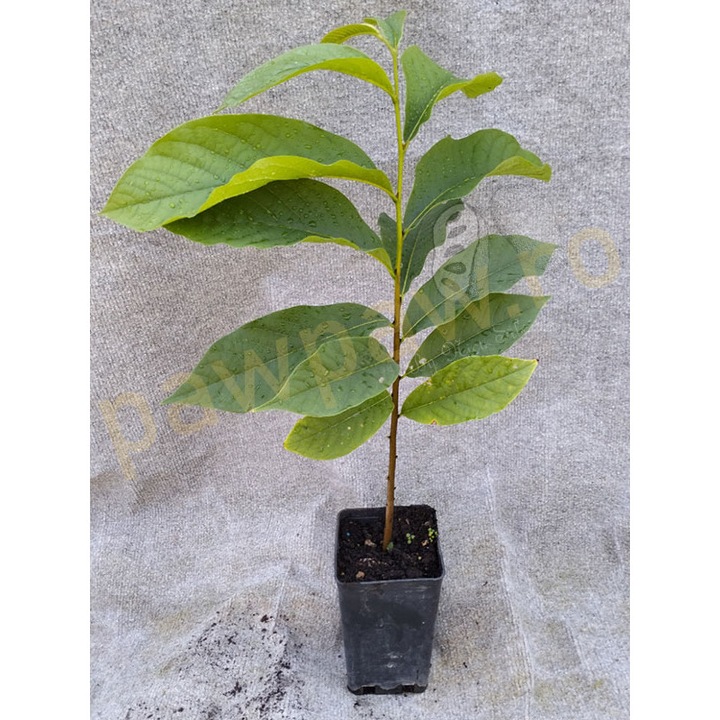 Pom fructifer Pawpaw, Banana nordului, altoit, soiul autofertil ...