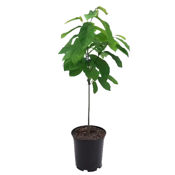 Pom fructifer Pawpaw, Banana nordului, altoit, soiul autofertil "Prima ...