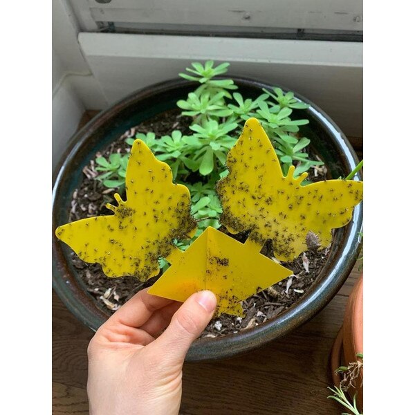 Set 50 capcane insecte, Sunmostar, Plastic, Cu model, Galben - eMAG.ro