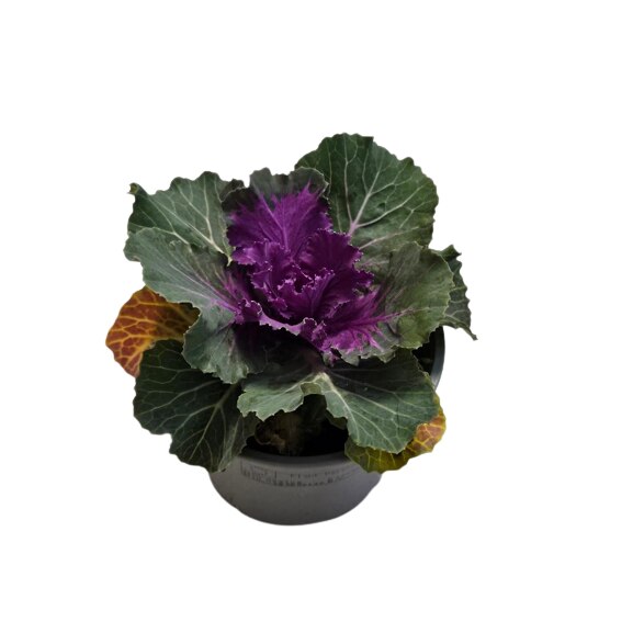 Planta de interior/exterior Brassica Purple - Varza decorativa la ...