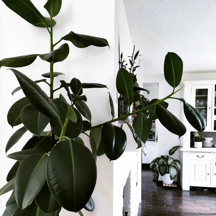 Planta perena vesnic verde de interior Ficus Elastica Robusta - la ...