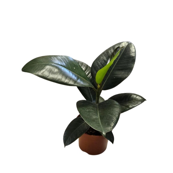 Planta perena vesnic verde de interior Ficus Elastica Robusta - la ...