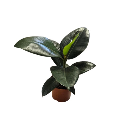 Planta perena vesnic verde de interior Ficus Elastica Robusta - la ...