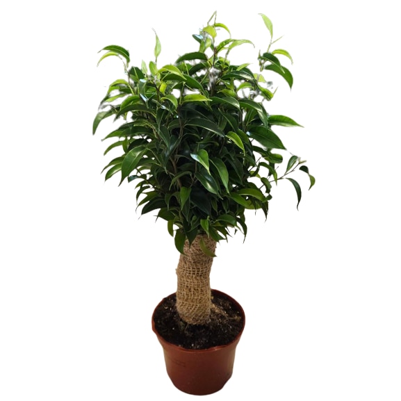 Planta perena vesnic verde de interior Ficus Nastasja Juta - la ghiveci ...