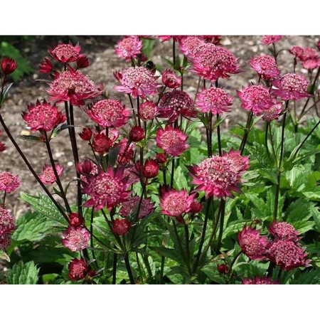 Planta perena Astrantia major Primadonna la ghiveci P9 - H 5-10 cm ...