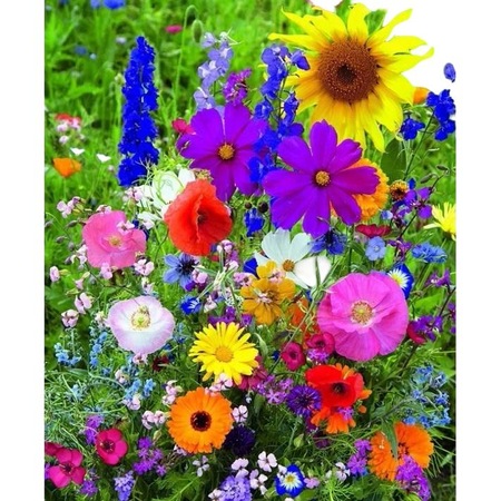 Seminte de gradina, Amestec de Flori de Camp, Toraf, 100g, Multicolor ...